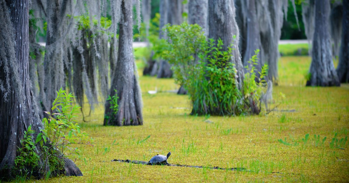 Wetland Mitigation and Adaptation | Everything You Need to Know