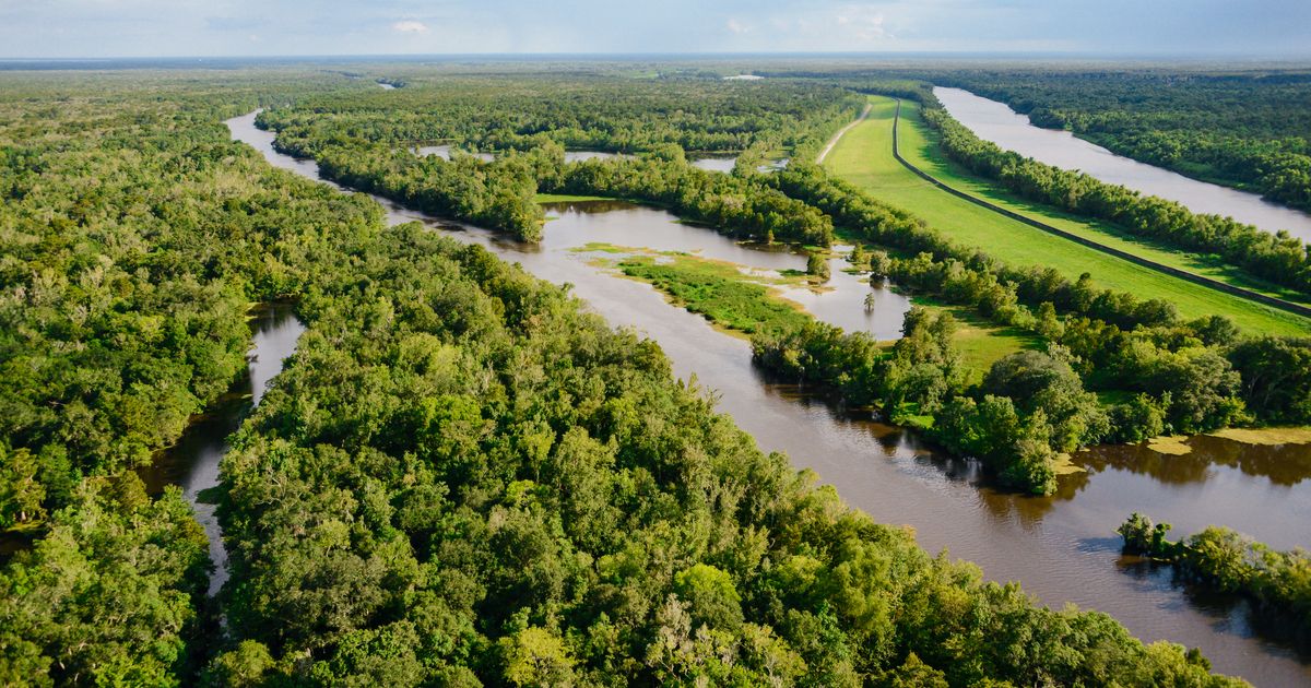 How Are Wetlands Mitigated? - Everything You Need to Know