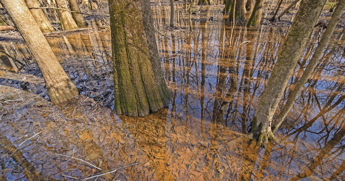 Why is Wetland Delineation Important? | All You Need to Know & More